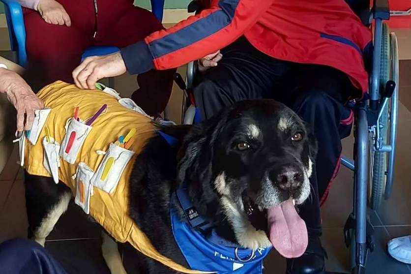 Terapias asistidas con perros de la Asociación Española de Perros de ...