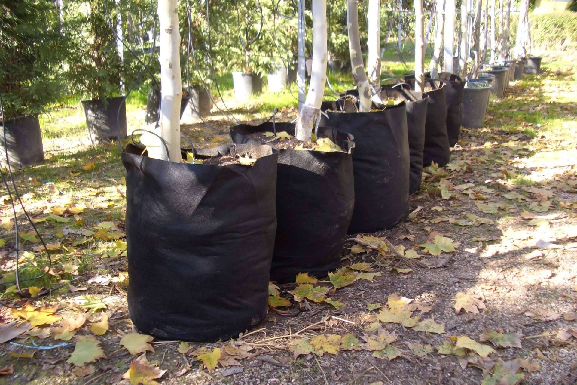 ¿Cuál es el beneficio de los sacos de cultivo de Floratex para ...