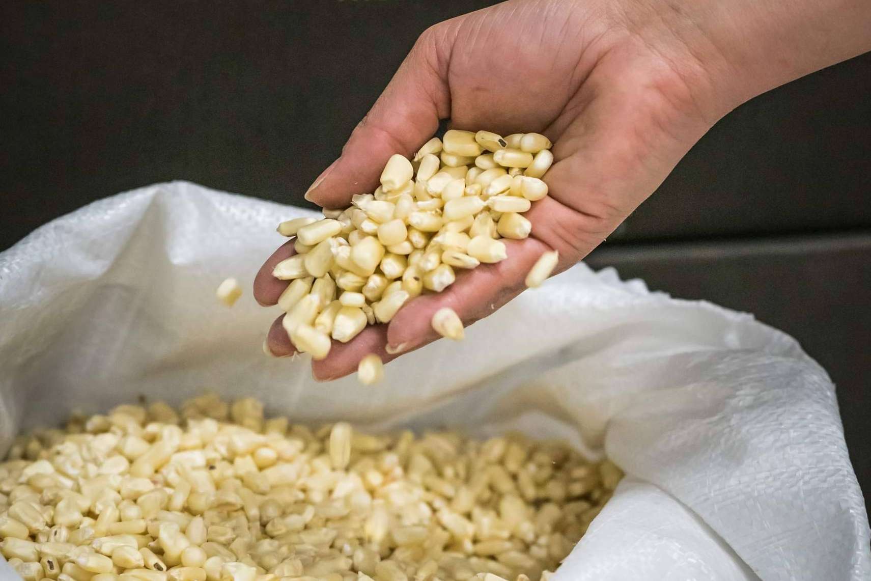 Tortillas auténticas; Maíz Maya revoluciona la gastronomía mexicana en ...